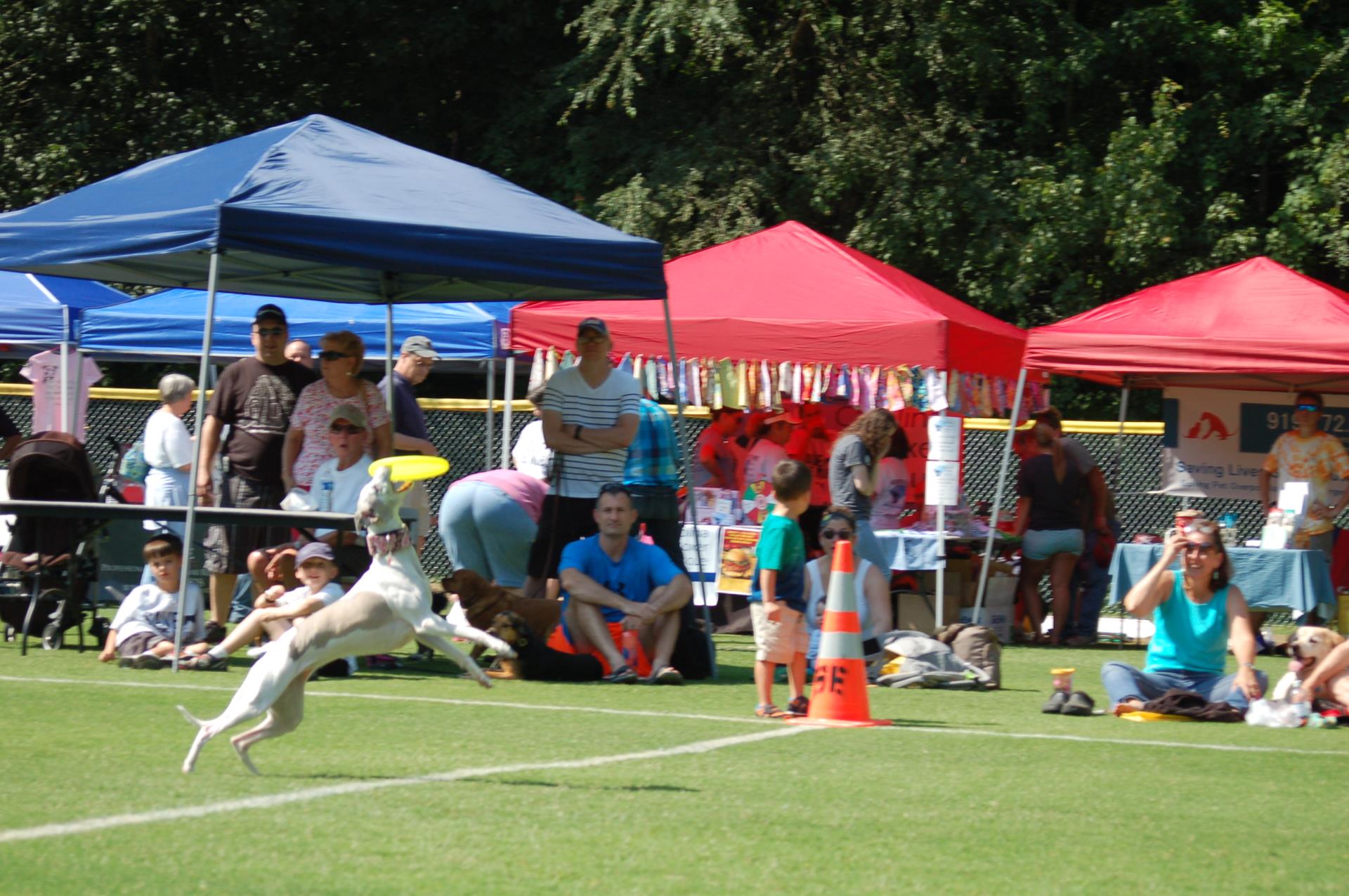 CARY DOG DAYS | What’s happening in the Research Triangle