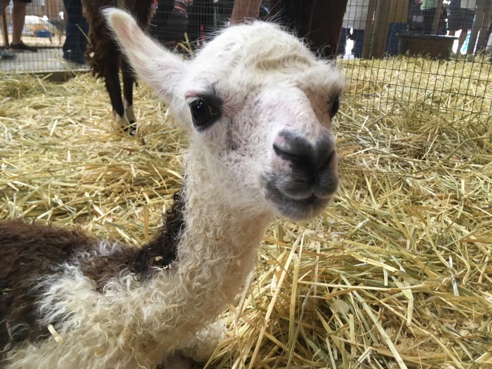 Bethlehem Fair - 2024 | What’s happening in Fairfield County, CT