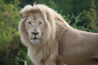 World Lion Day at Toronto Zoo | Kids Out and About Toronto