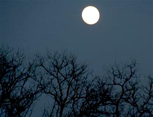 March Madness Owl Prowl & Sap Full Moon Night Hike at Roaring Brook ...