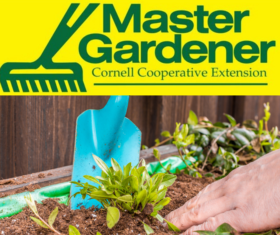 Raised Bed Gardening with Cornell Cooperative Extension | What’s ...