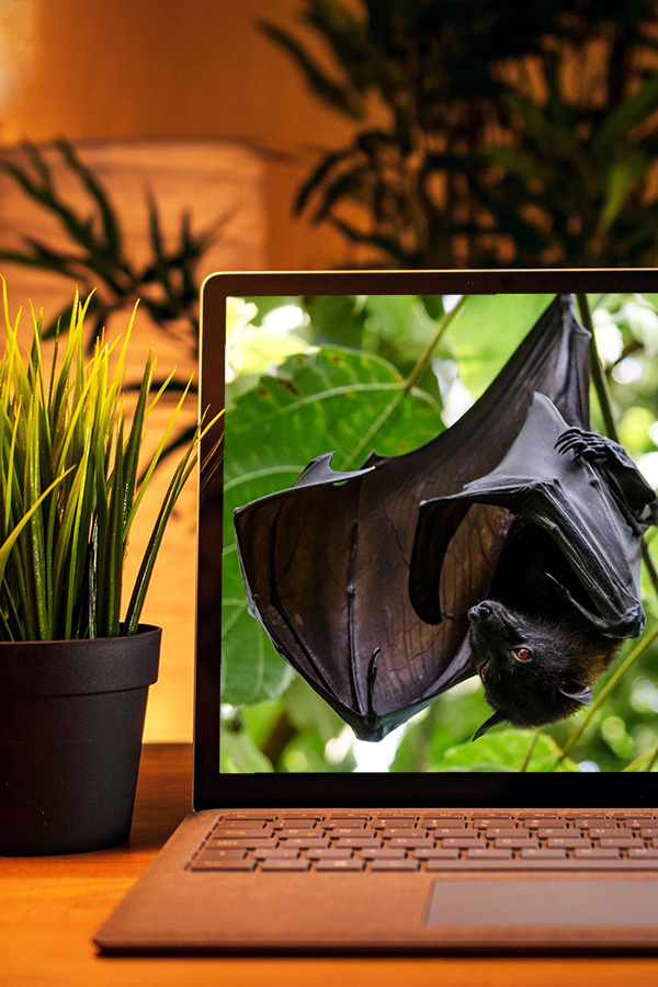 Teen Talk Tuesday: Disturbing Wildlife | What’s happening in St. Louis