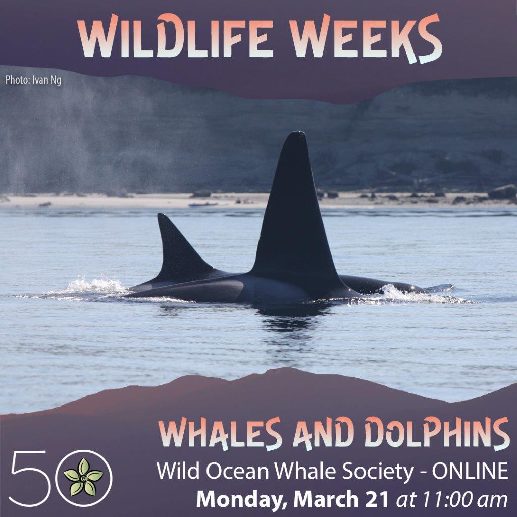 Whales and Dolphins - Wildlife Weeks with the Ecology Centre | What’s ...