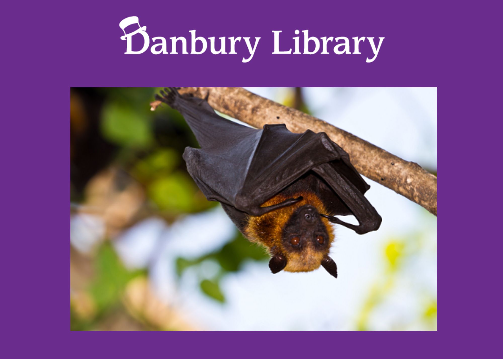 Wildlife Talk: All About Bats! - Live Virtual Program | What’s ...