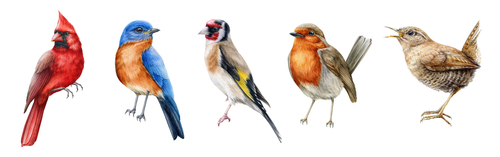 Winter Bird Walks | What’s happening in Hartford