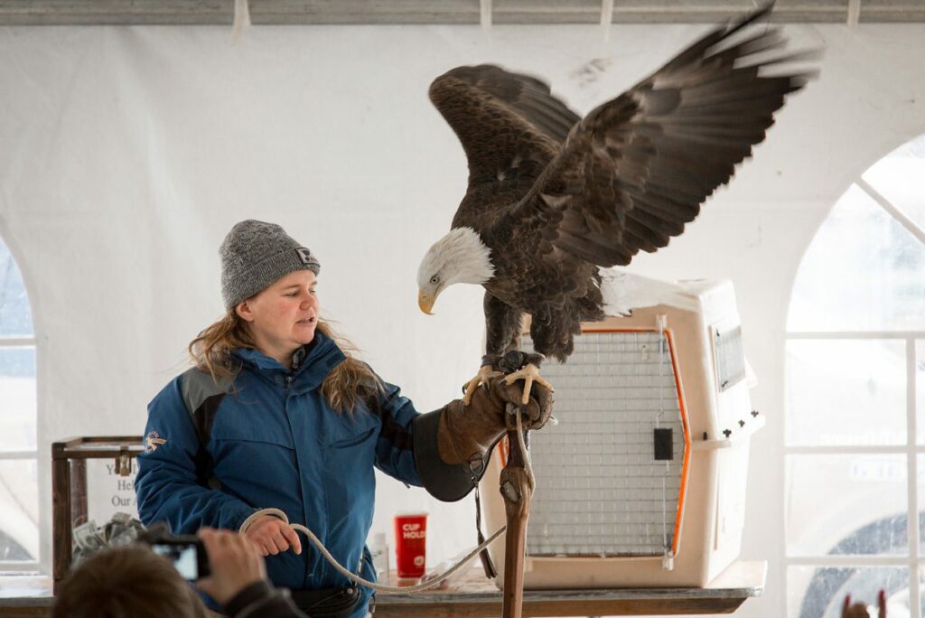 World Eagle Day | Kids Out and About St. Louis