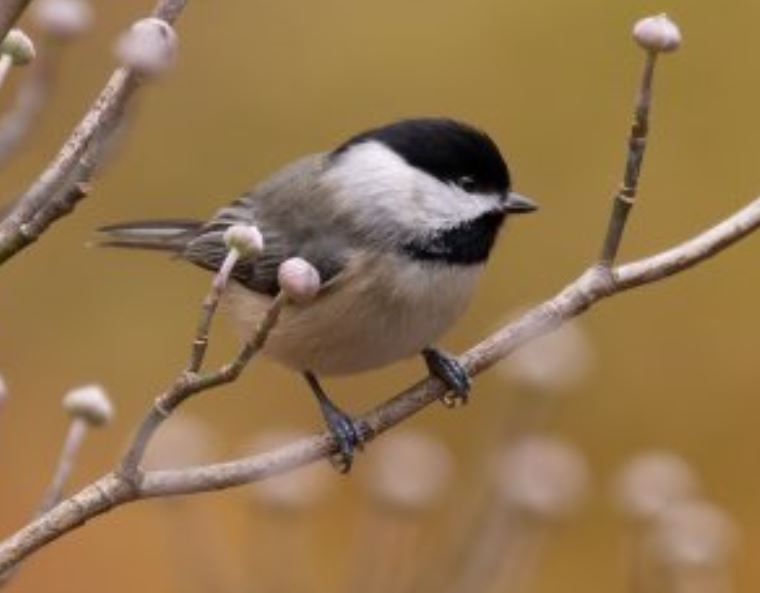 Great Backyard Bird Count at Calvert Marine Museum | Kids Out and About DMV