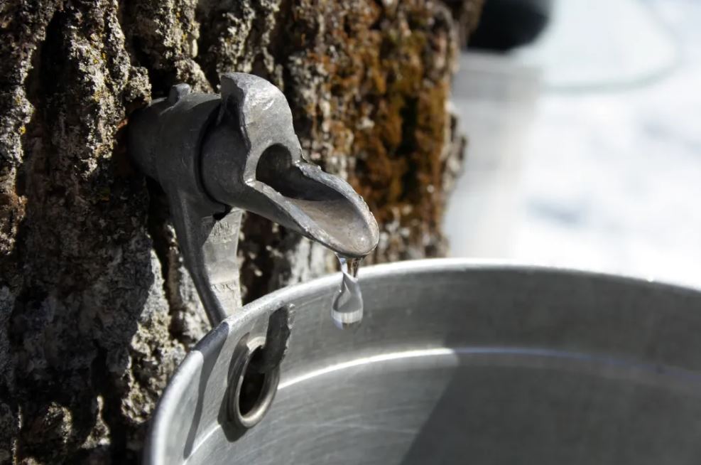 Maple Sugaring Party at Greenburgh Nature Center | Kids Out and About ...
