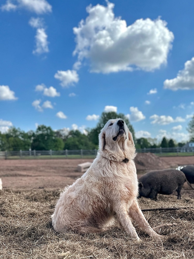 Reading to the Animals at Hope and Serenity Farm Sanctuary | Kids Out ...