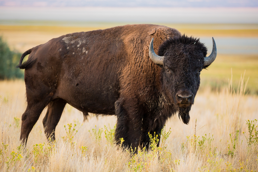 Bison Feeding Hayride at Fort Worth Nature Center and Refuge | Kids Out ...