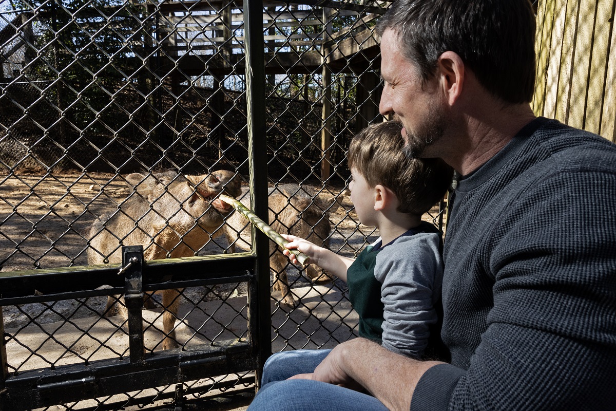 Warthog Wild Encounter - Zoo Atlanta | Kids Out and About Atlanta