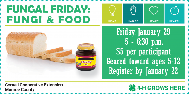 4-H Fungal Friday: Fungi & Food | What’s happening in Hartford