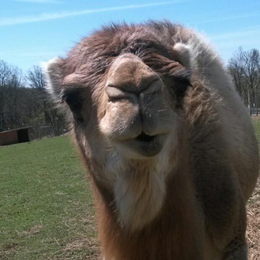 Critter Lane Petting Zoo | Kids Out and About St. Louis