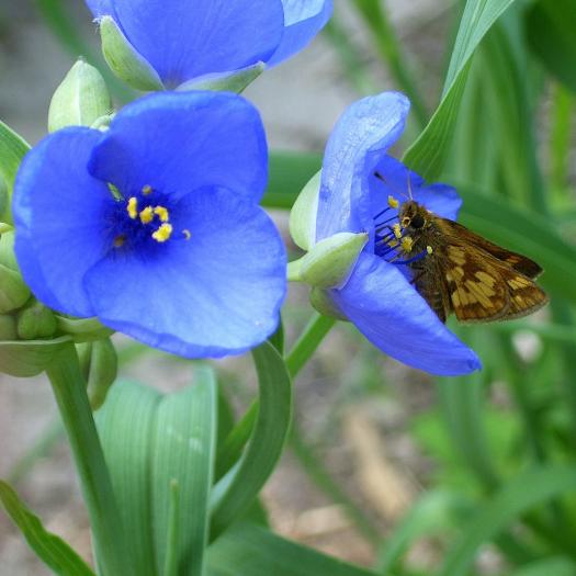 Trailside Museum of Natural History | Kids Out and About Chicago